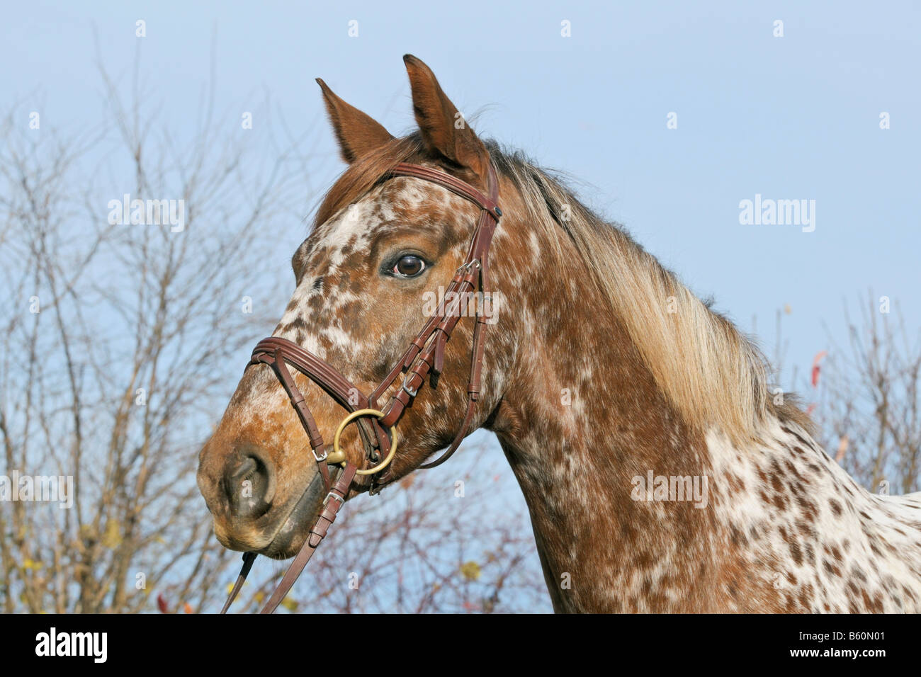 Appaloosa horses -Fotos und -Bildmaterial in hoher Auflösung – Alamy