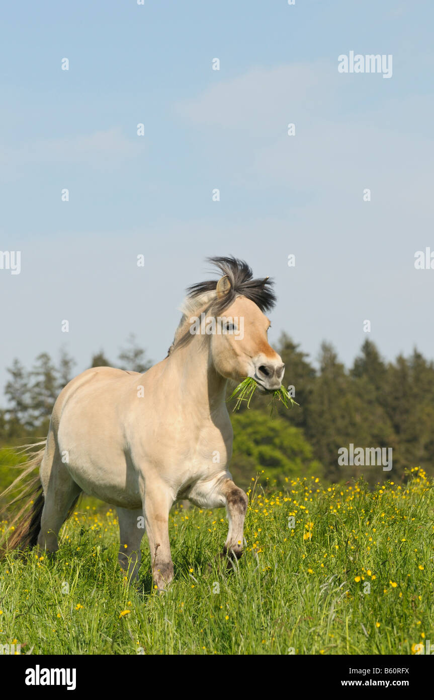 Norwegische HorseFjord Norweger Pferd Im Galopp Auf der Koppel ...