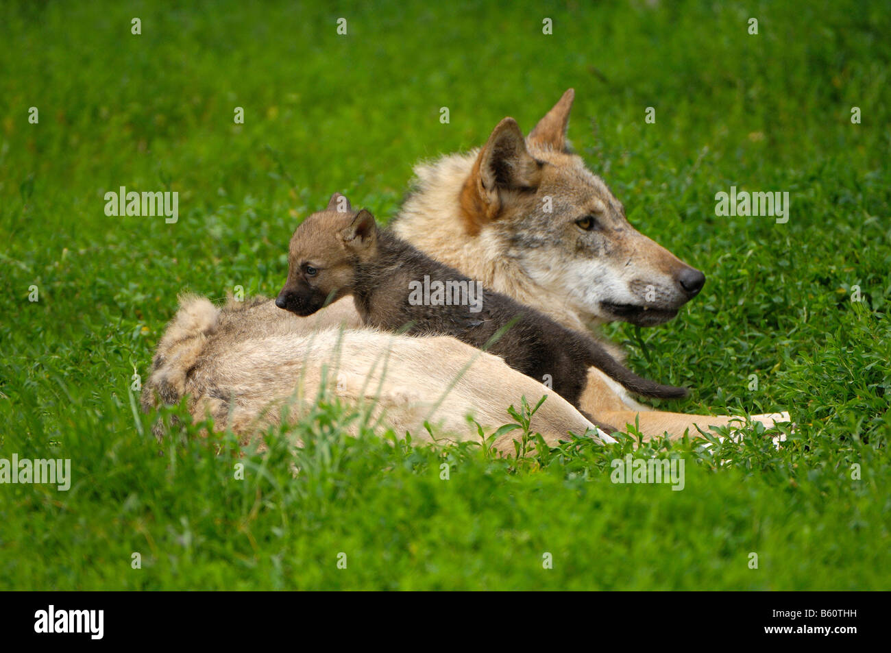 Grauer wolf holzwolf -Fotos und -Bildmaterial in hoher Auflösung – Alamy