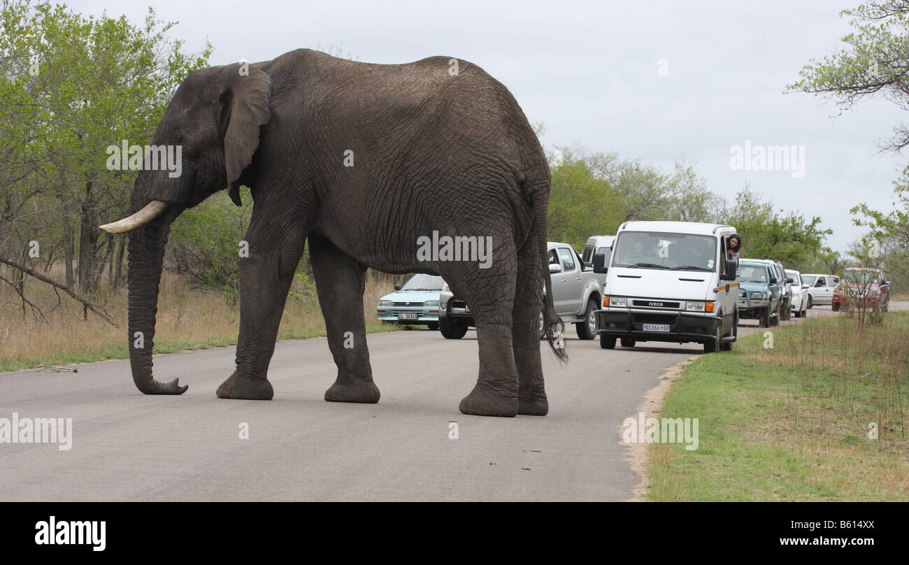 Afrikanischer Elefant stehend auf einer Straße verursacht einen Stau ...