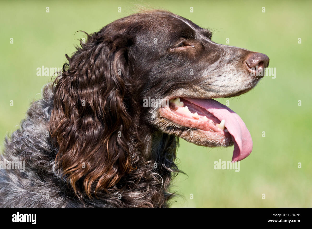 German hunting dog -Fotos und -Bildmaterial in hoher Auflösung – Alamy
