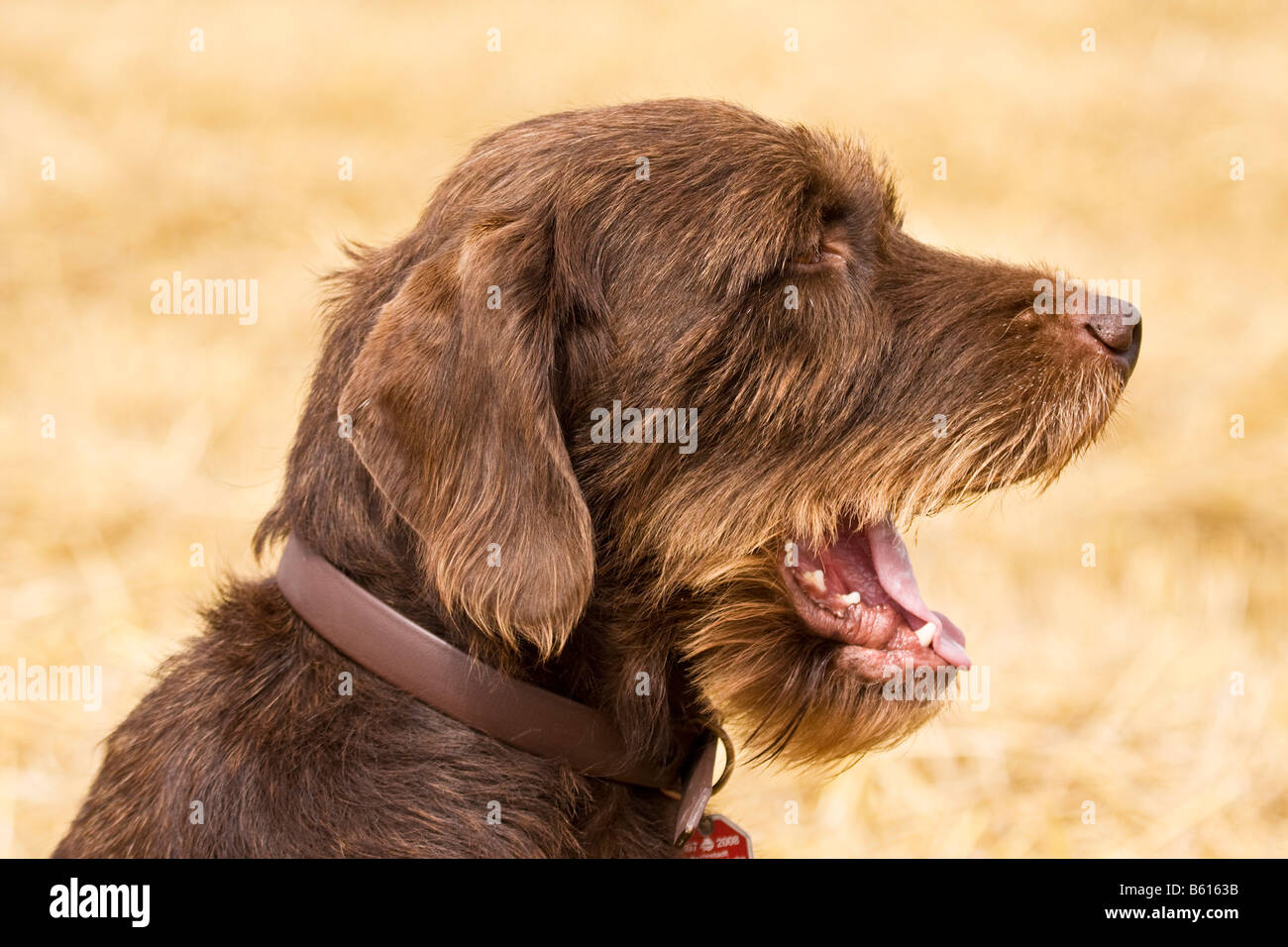 Cäo, Jagdhund, portrait Stockfotografie - Alamy