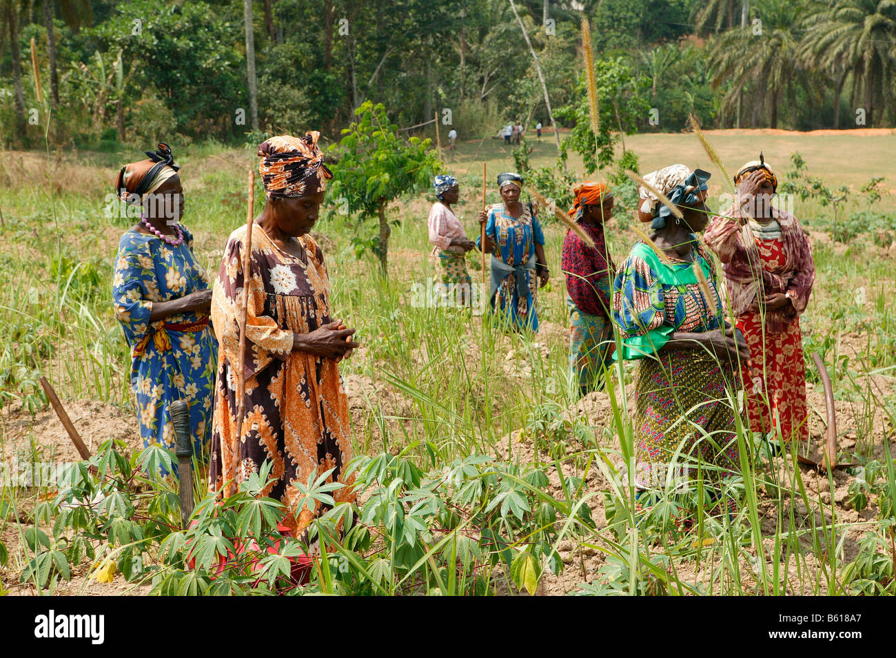 Frauen arbeiten im Feld, Njindom, Kamerun, Afrika Stockfotografie - Alamy