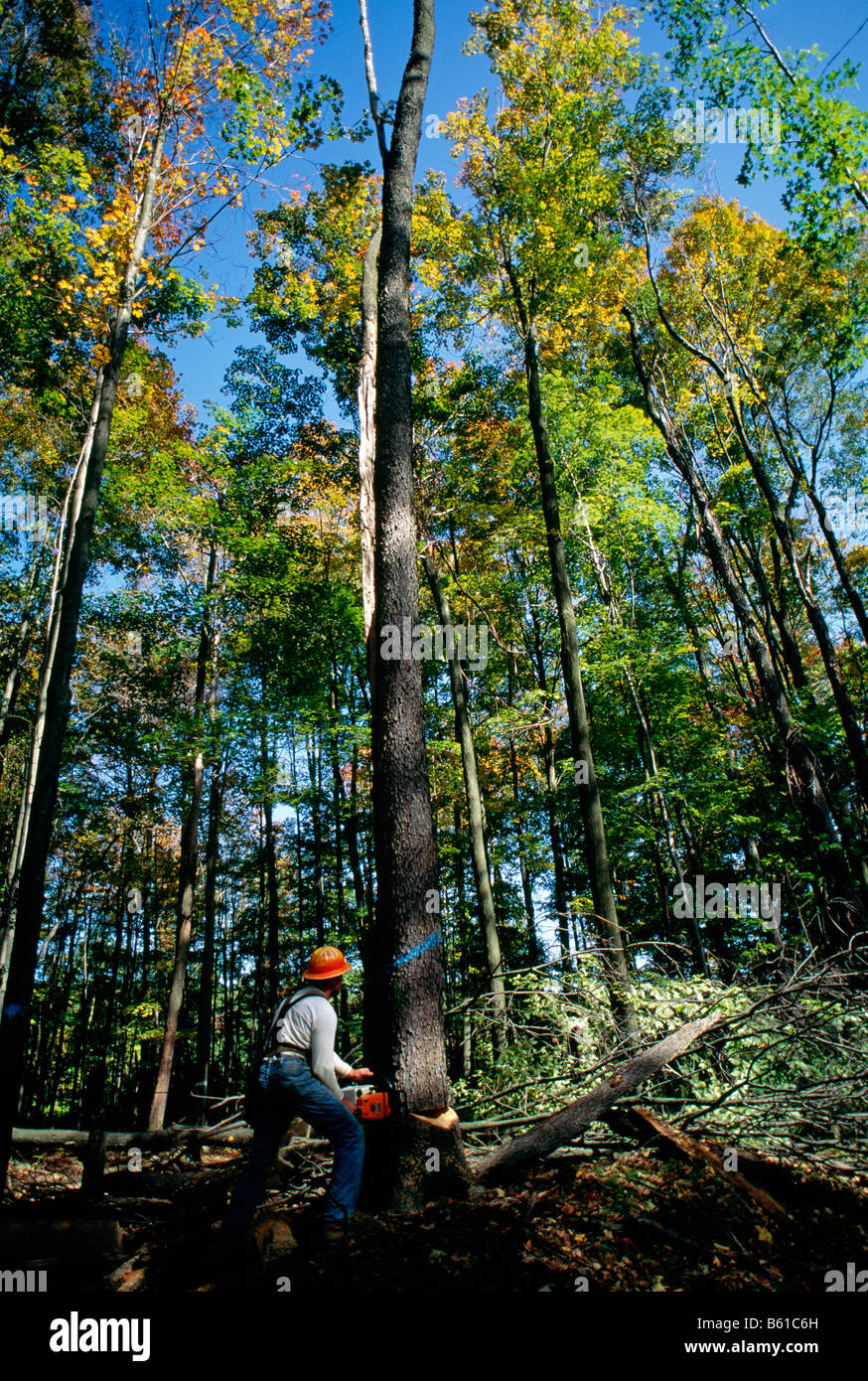 Selective logging -Fotos und -Bildmaterial in hoher Auflösung – Alamy