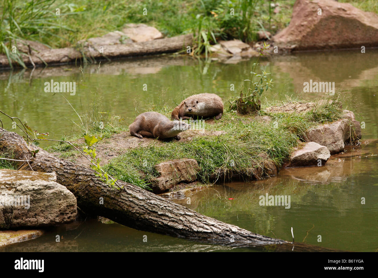 Wildpark klaushof -Fotos und -Bildmaterial in hoher Auflösung – Alamy
