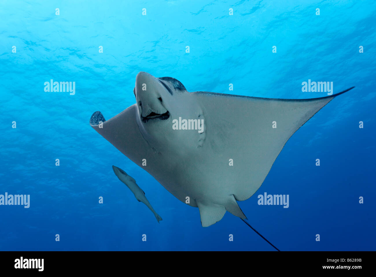 Adler adlerrochen -Fotos und -Bildmaterial in hoher Auflösung – Alamy