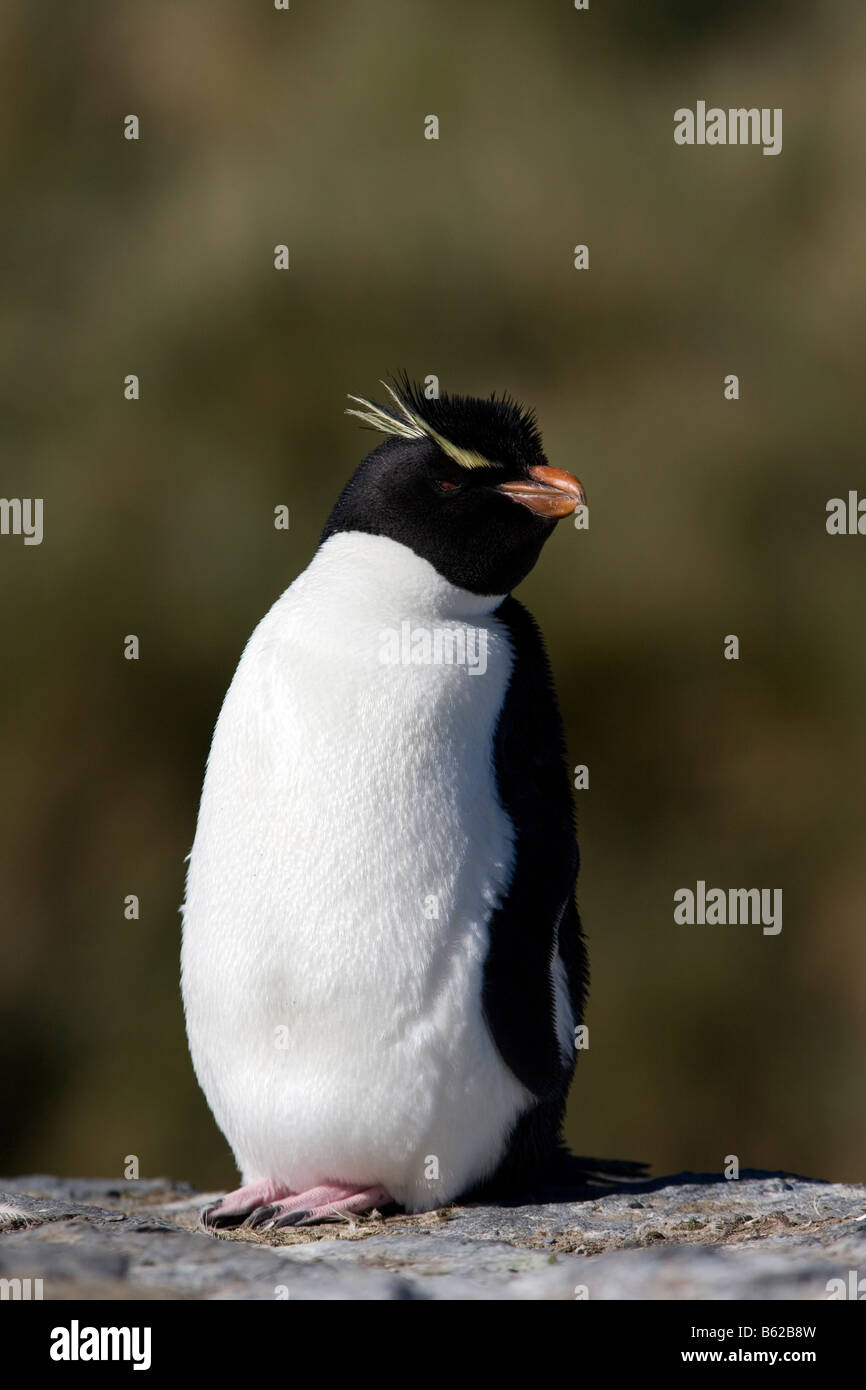 Felsen hopper pinguin -Fotos und -Bildmaterial in hoher Auflösung – Alamy