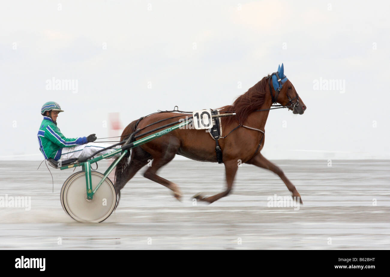 Trab-Racer, Trotter, Duhner Wattrennen, Duhnen Trabrennen Rennen 2008 ...