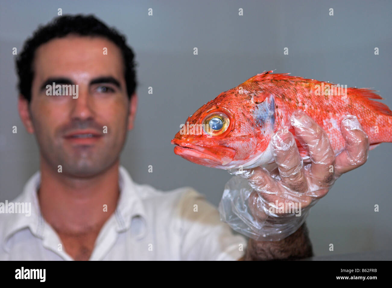 Helicolenus dactylopterus -Fotos und -Bildmaterial in hoher Auflösung ...