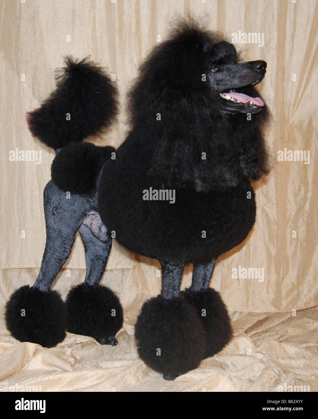 Black Poodle Stockfotos und -bilder Kaufen - Alamy