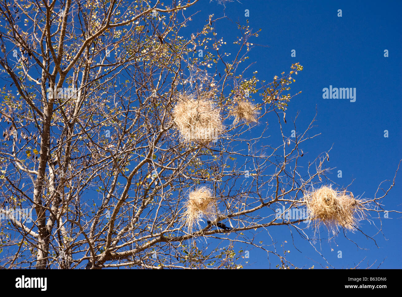 Vogelnester im baum -Fotos und -Bildmaterial in hoher Auflösung – Alamy