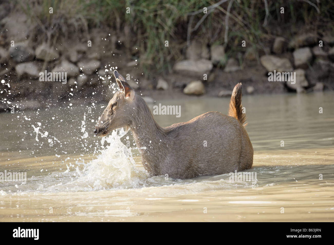 Sambar in wasser -Fotos und -Bildmaterial in hoher Auflösung – Alamy