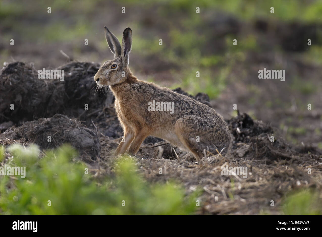 Feldhase sprung -Fotos und -Bildmaterial in hoher Auflösung – Alamy