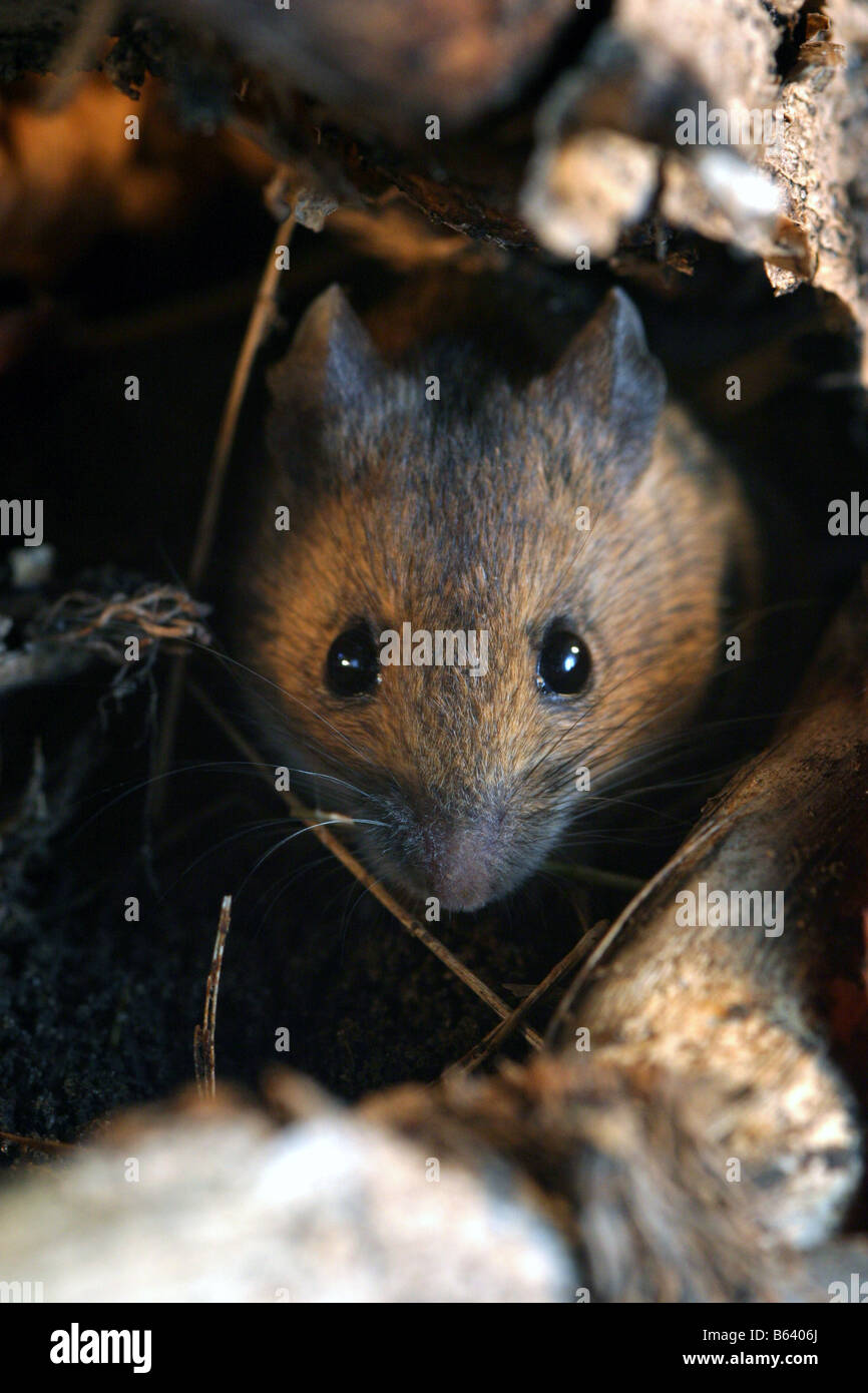 Woodmouse oder lange tailed Feldmaus Apodemus Sylvaticus unter Laub im ...