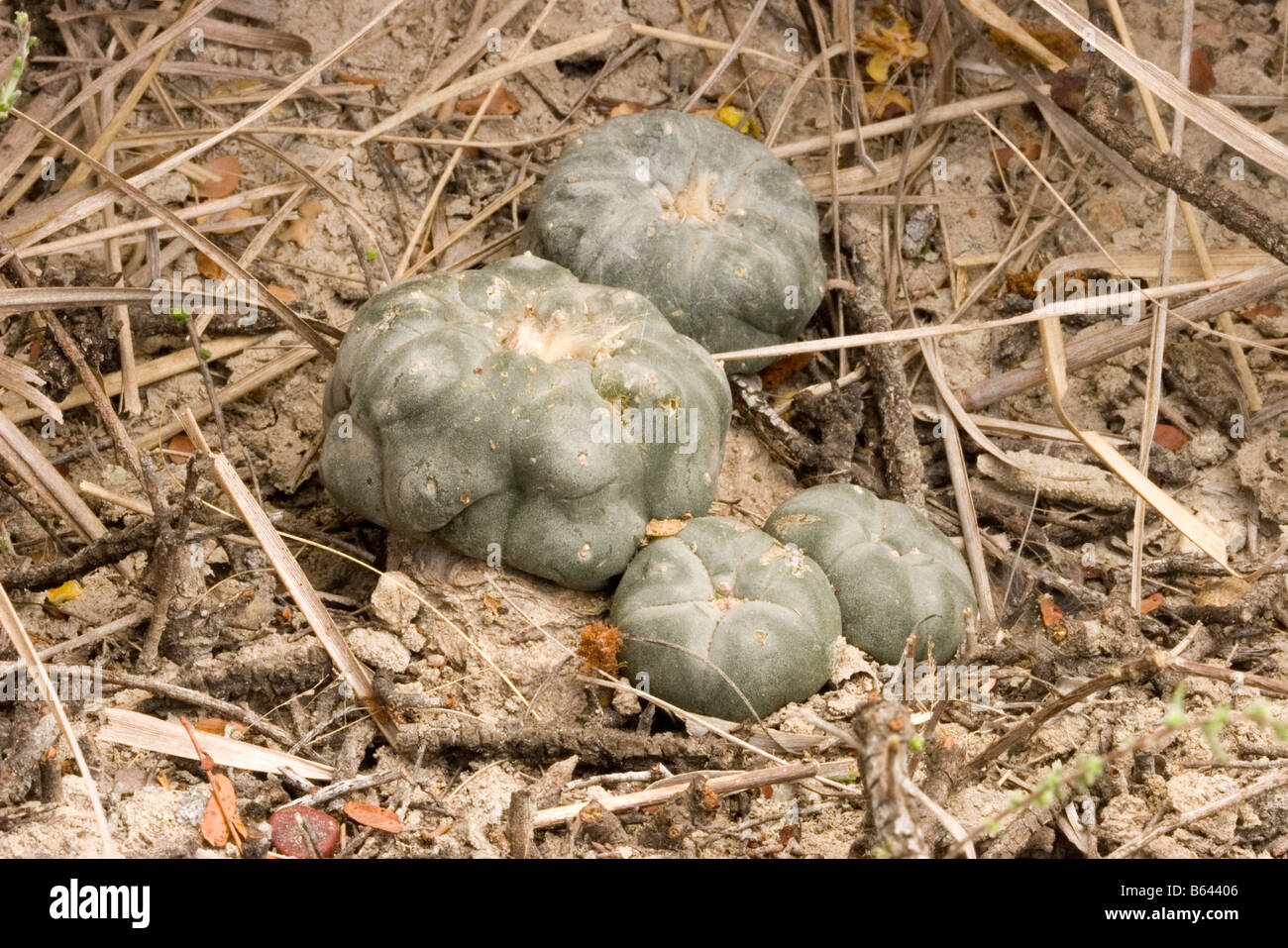 Peyote-Lophophora Williamsii Las Estrellas Nature Conservancy bewahren ...