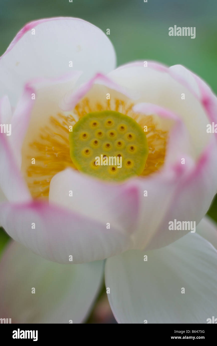 Lotus lily seed pods -Fotos und -Bildmaterial in hoher Auflösung – Alamy