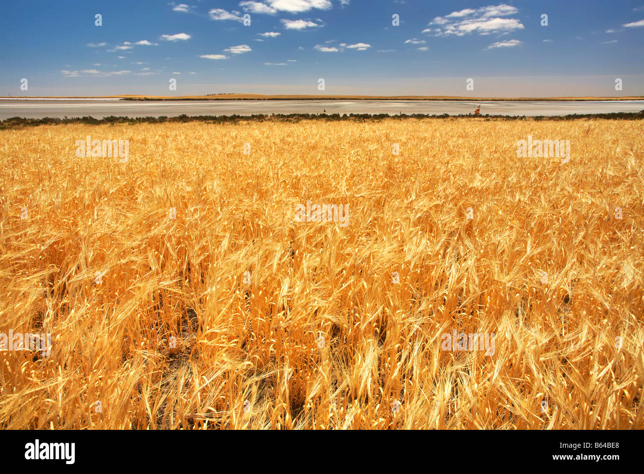 Wheat field -Fotos und -Bildmaterial in hoher Auflösung – Alamy