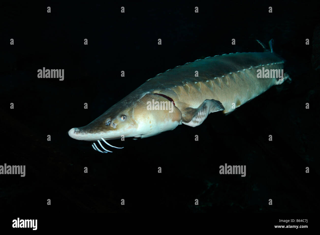 Sturgeon fish acipenser -Fotos und -Bildmaterial in hoher Auflösung – Alamy