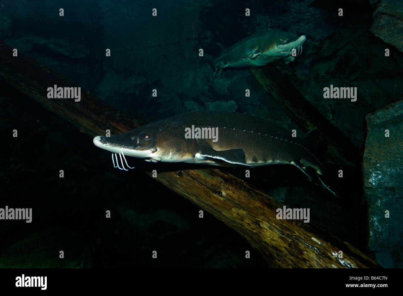 Sturgeon Fish Acipenser Stockfotos und -bilder Kaufen - Alamy