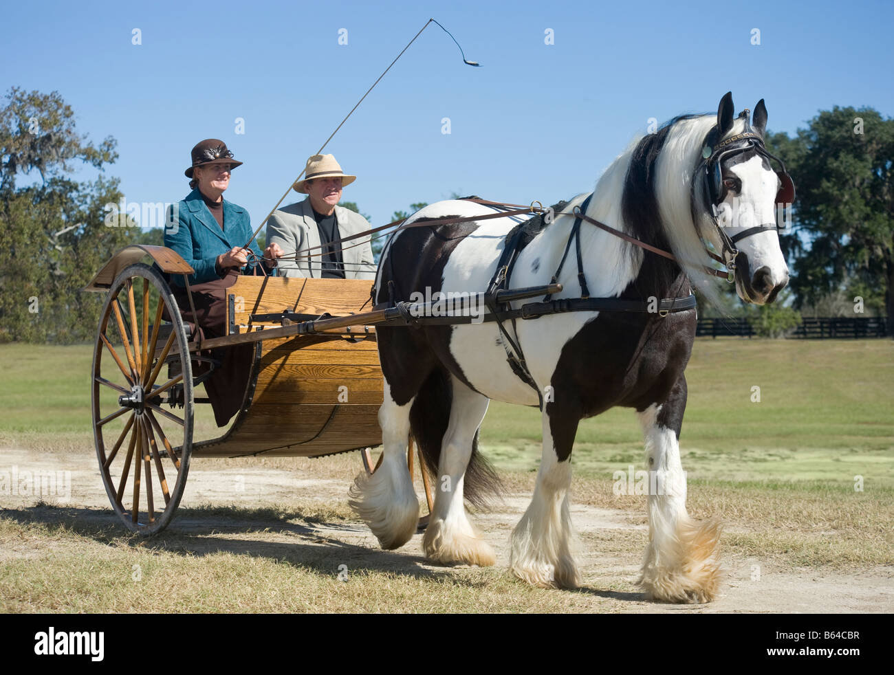 Gypsy Vanner Pferd Stute ziehen Karren Stockfotografie - Alamy