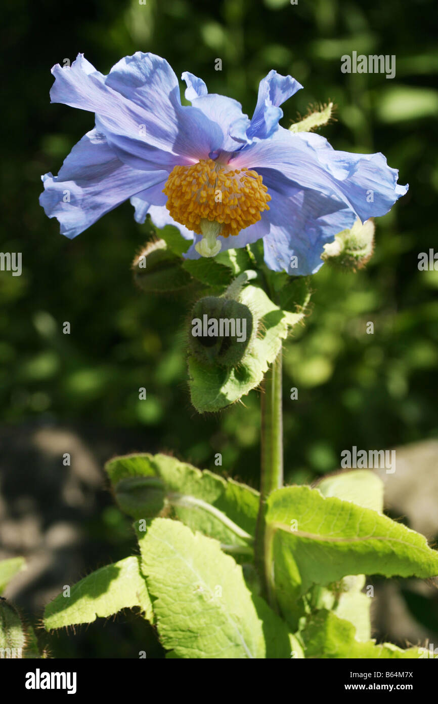 Meconopsis Betonicifolia Himalaya-Mohn-Bhutan Stockfotografie - Alamy