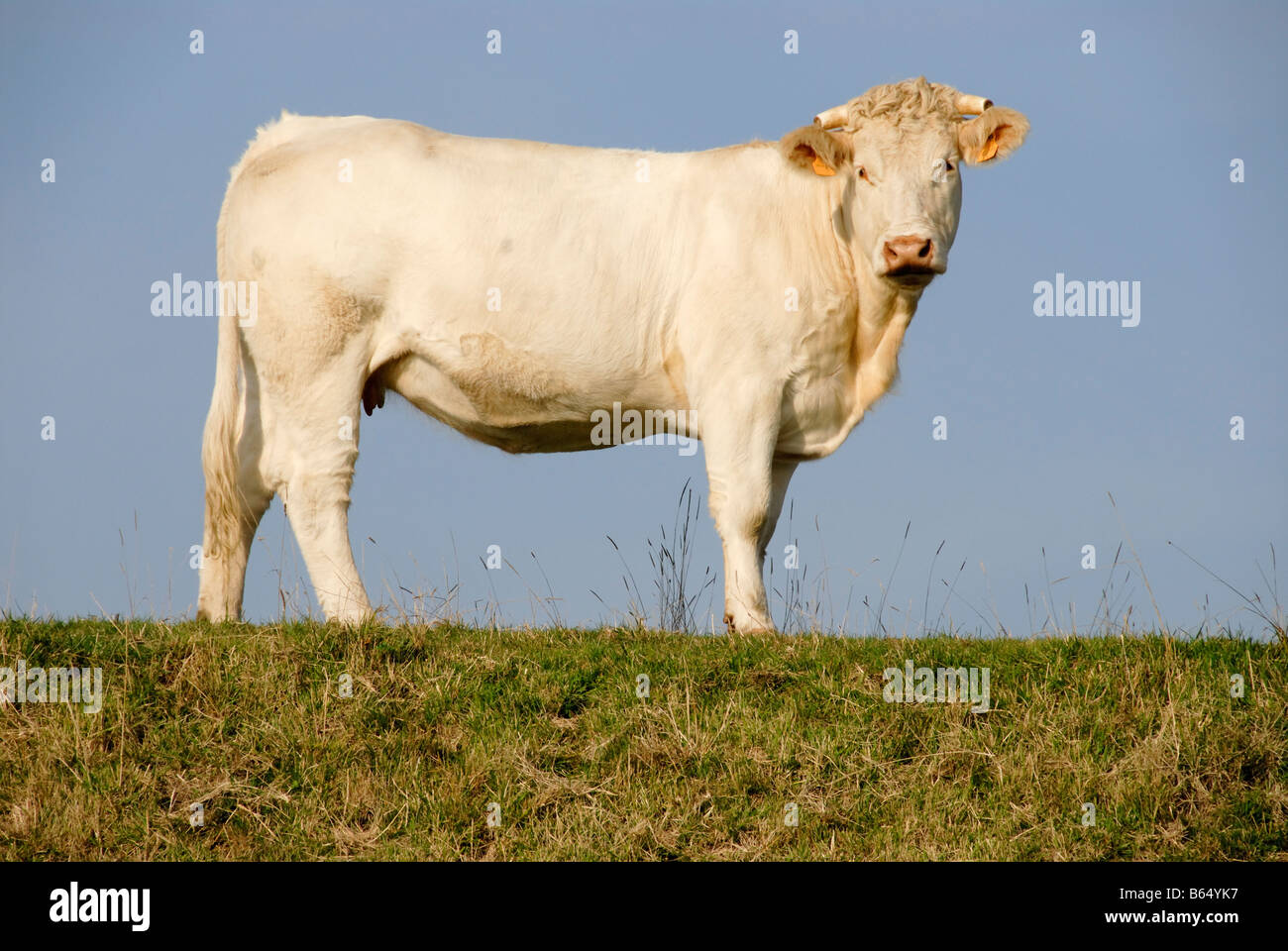 Charollais cattle -Fotos und -Bildmaterial in hoher Auflösung – Alamy