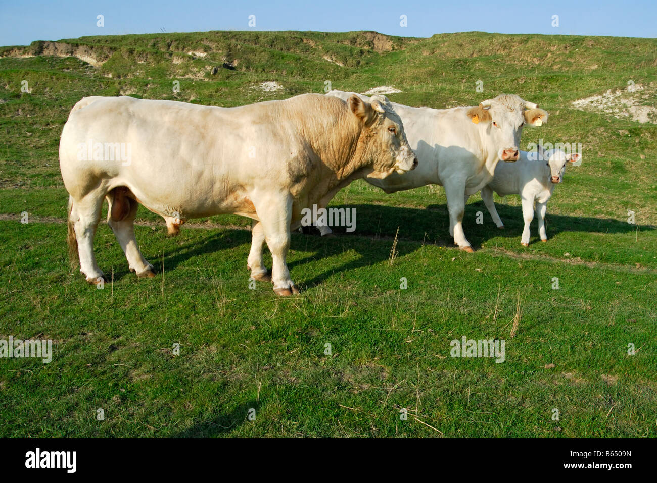 Charollais cattle -Fotos und -Bildmaterial in hoher Auflösung – Alamy