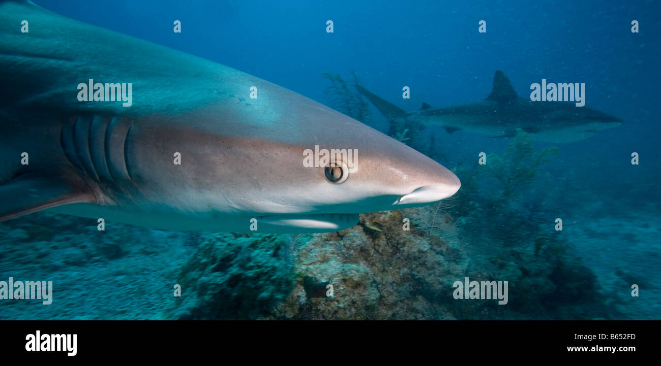 Person schwimmen nassau -Fotos und -Bildmaterial in hoher Auflösung – Alamy