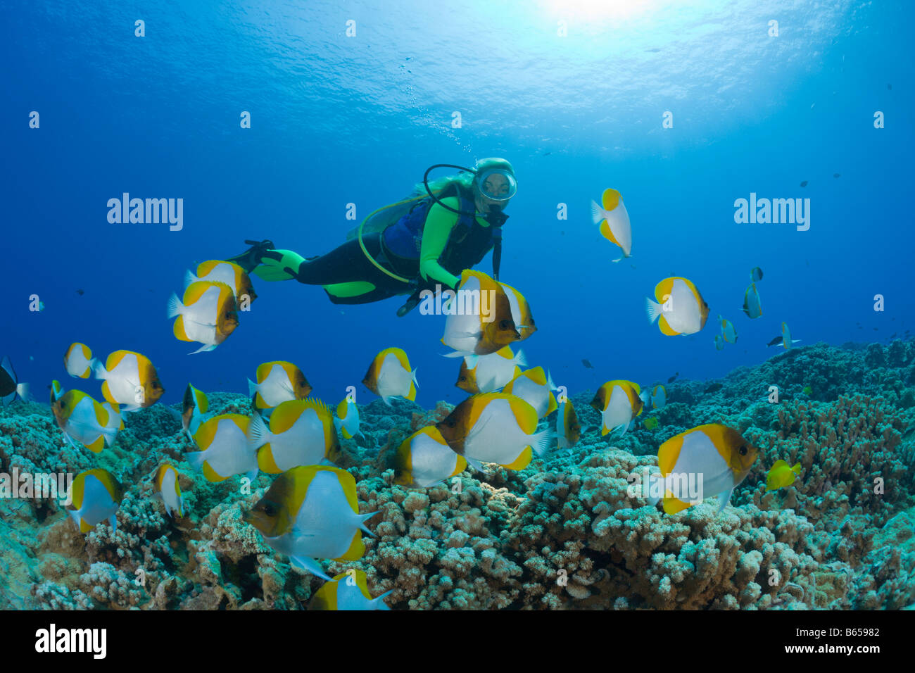 Pyramiden Sie-Falterfische und Taucher Hemitaurichthys Polyepis ...