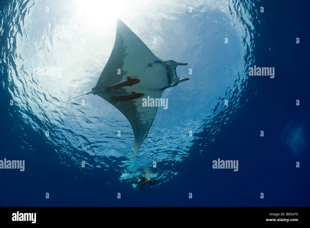 Sicklefin Mobula Mobula Tarapacana Azoren Princess Alice Bank Atlantik ...