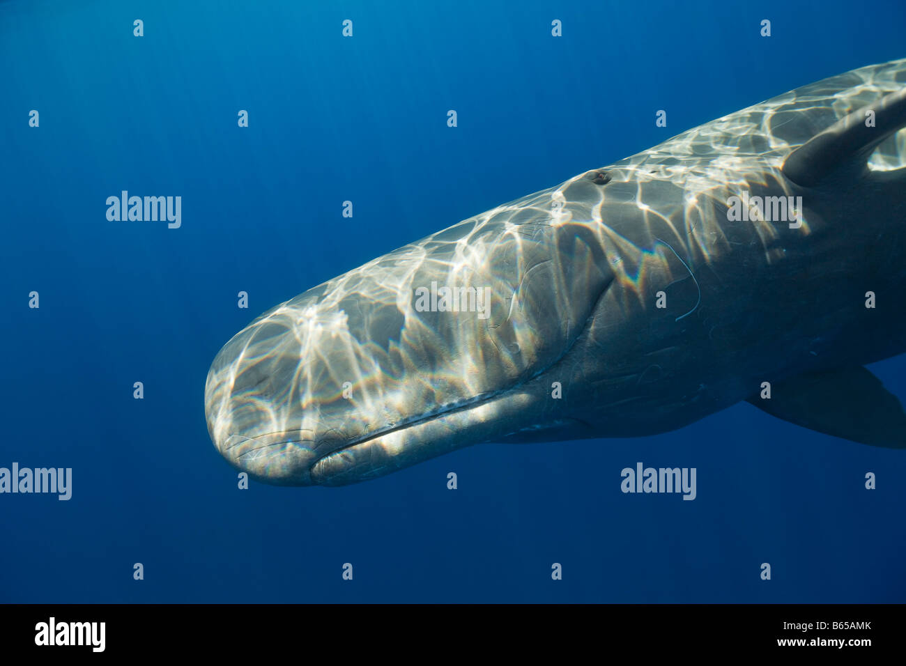 Sperm Wale Stockfotos und -bilder Kaufen - Alamy