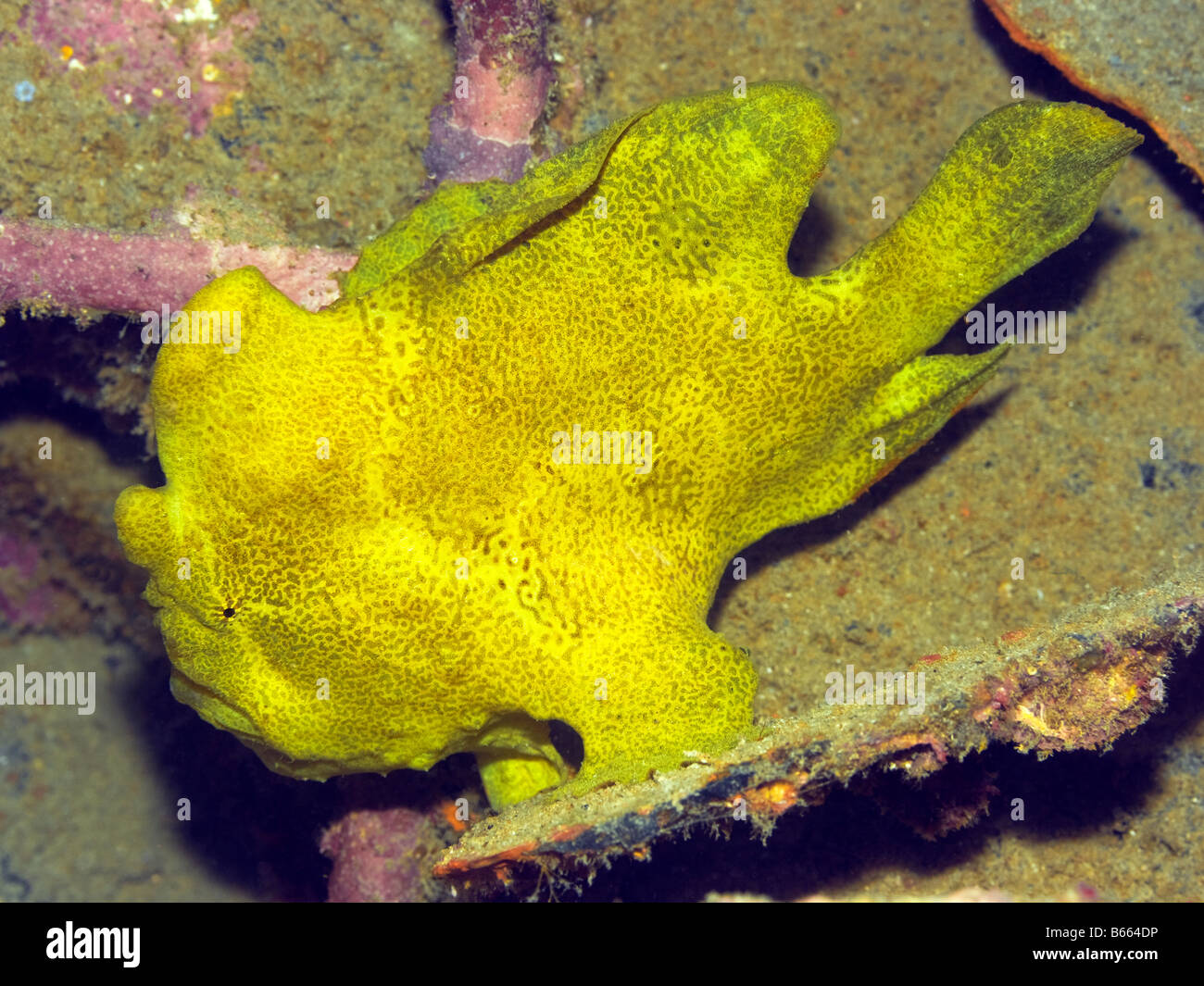 Tiefsee Anglerfisch Stockfotos und -bilder Kaufen - Alamy