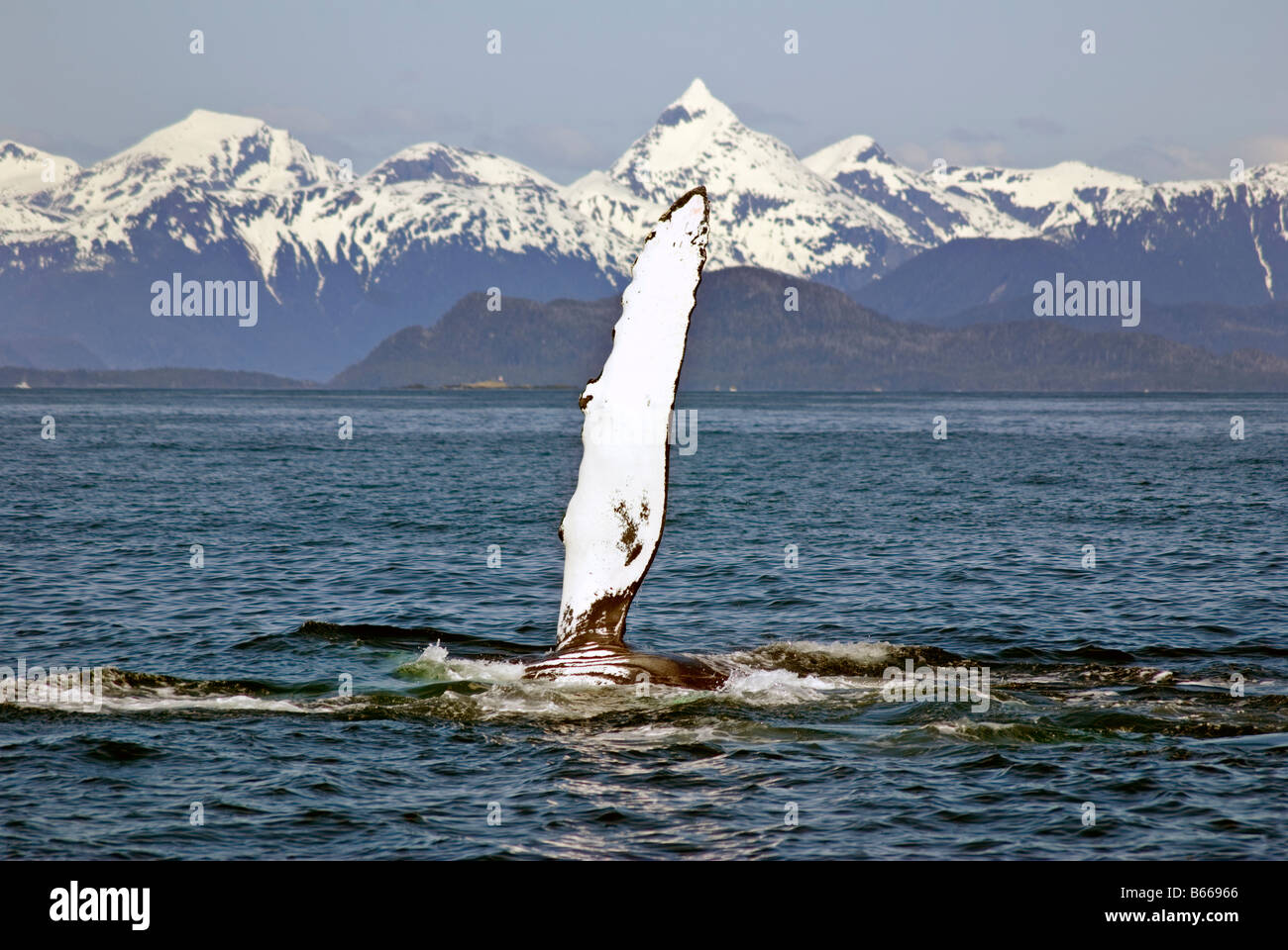 Wal flosse -Fotos und -Bildmaterial in hoher Auflösung – Alamy