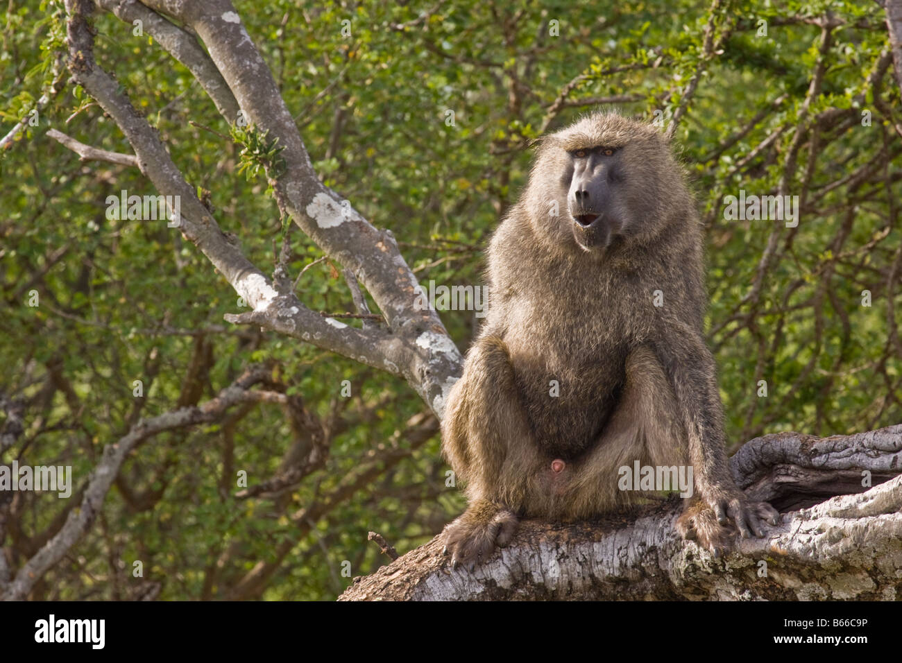 Pavian male -Fotos und -Bildmaterial in hoher Auflösung – Alamy
