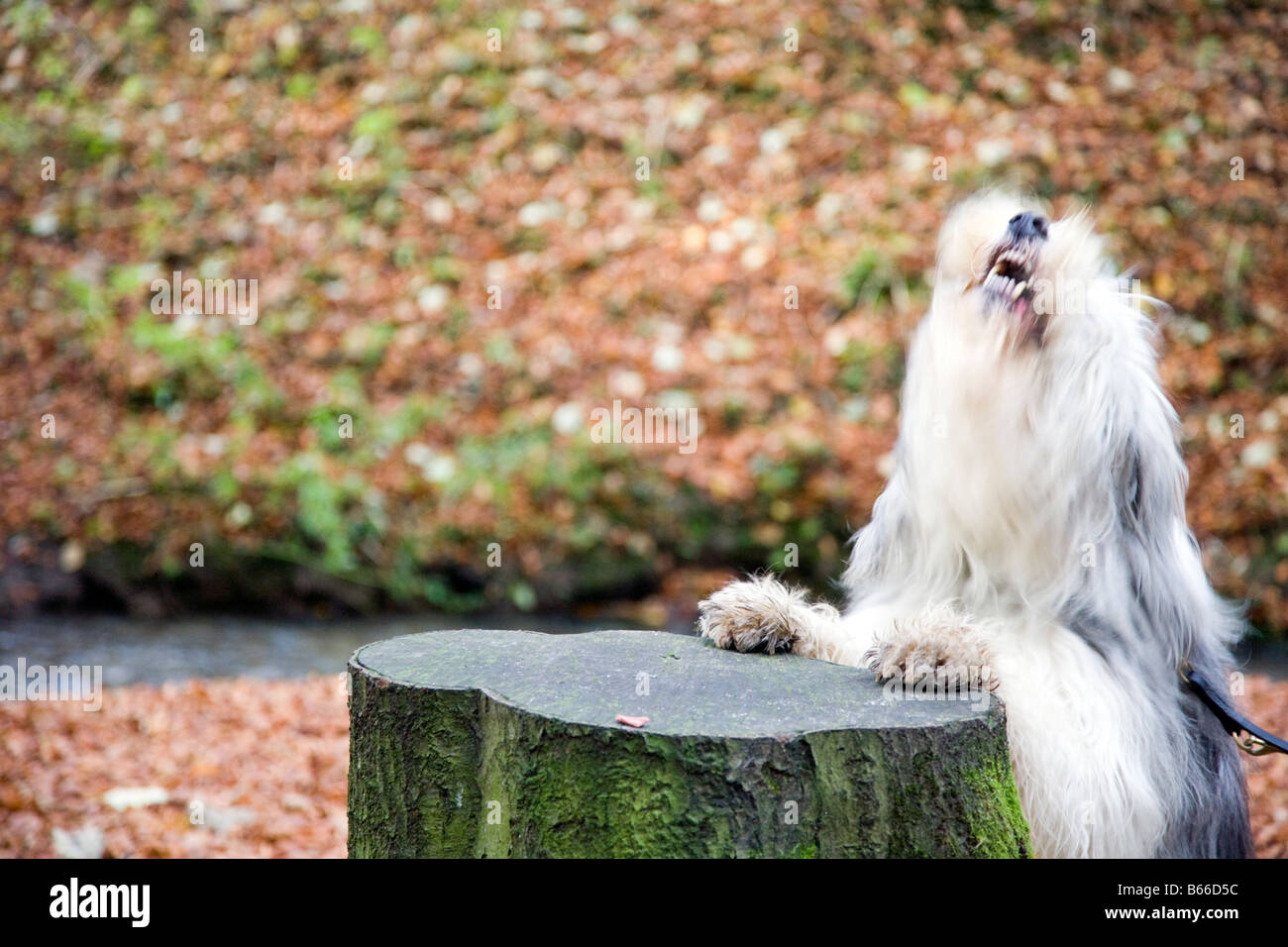 Heulendes heulen -Fotos und -Bildmaterial in hoher Auflösung – Alamy