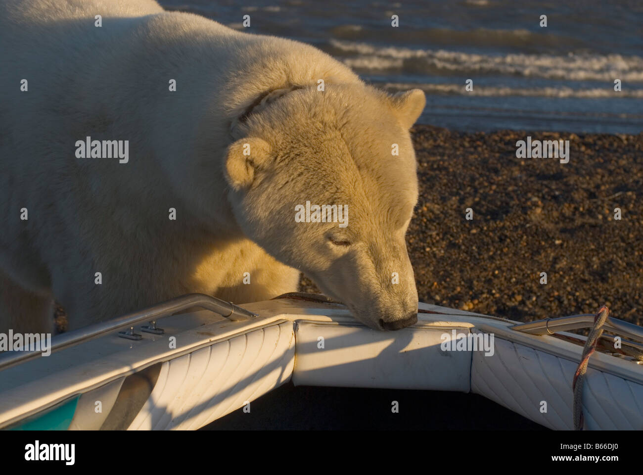 Eisbär Ursus maritimus Funk-Kragen-Sau überprüft neugierig ein Boot am ...