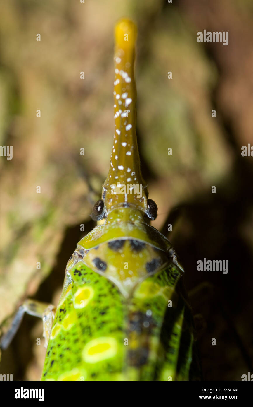Pyrops candelaria oder laterne -Fotos und -Bildmaterial in hoher ...