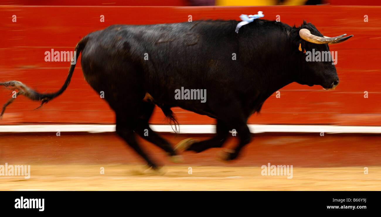 Bull costume -Fotos und -Bildmaterial in hoher Auflösung – Alamy