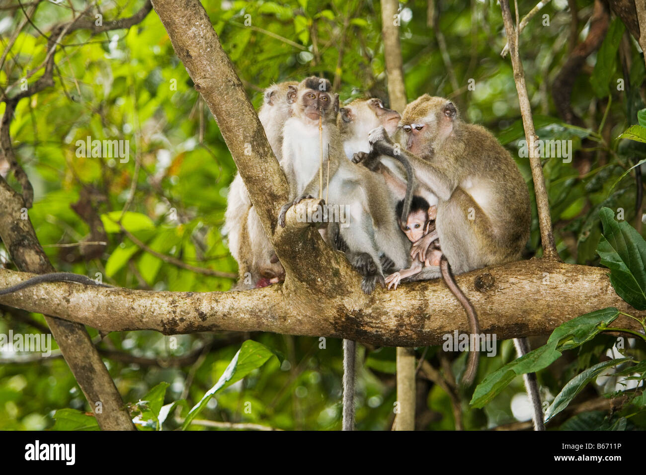 Makaken suchen -Fotos und -Bildmaterial in hoher Auflösung – Alamy