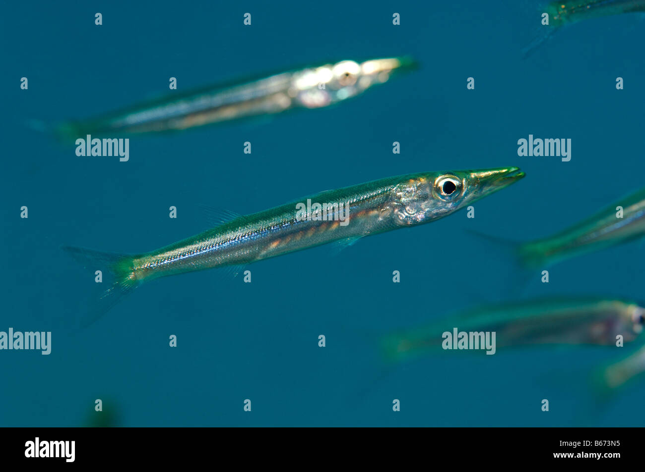 Baby Barracuda Fish Barracudas And Ciguatera Toxin Article On