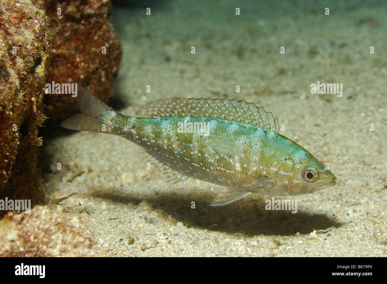 Spicara smaris -Fotos und -Bildmaterial in hoher Auflösung – Alamy