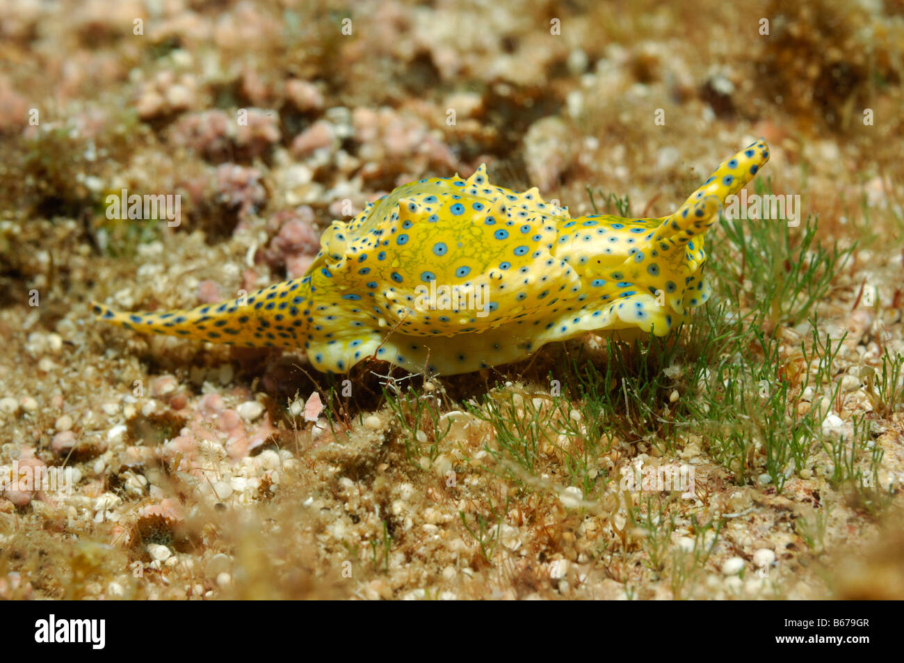 Hase des meeres -Fotos und -Bildmaterial in hoher Auflösung – Alamy