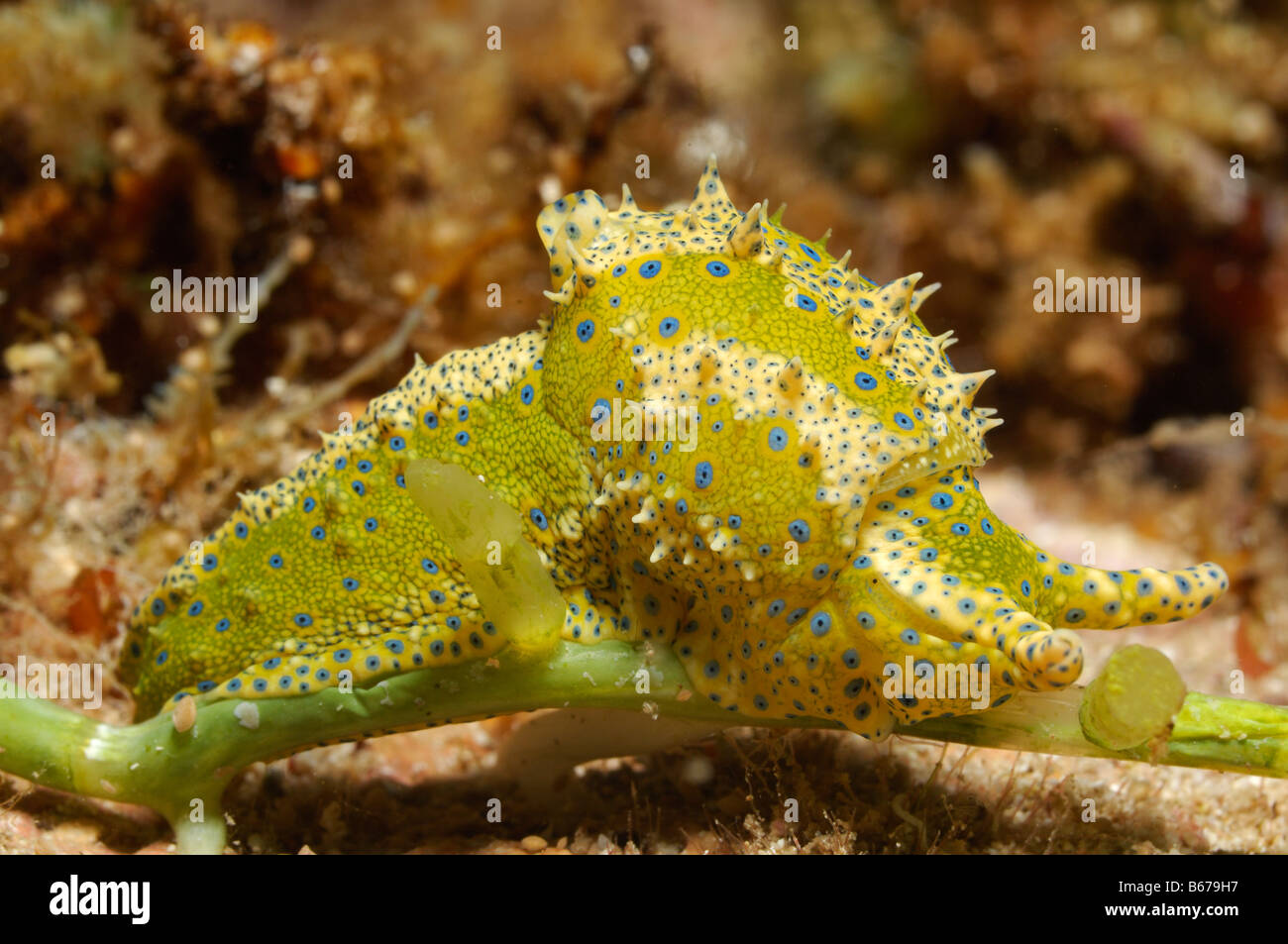 Hase des meeres -Fotos und -Bildmaterial in hoher Auflösung – Alamy