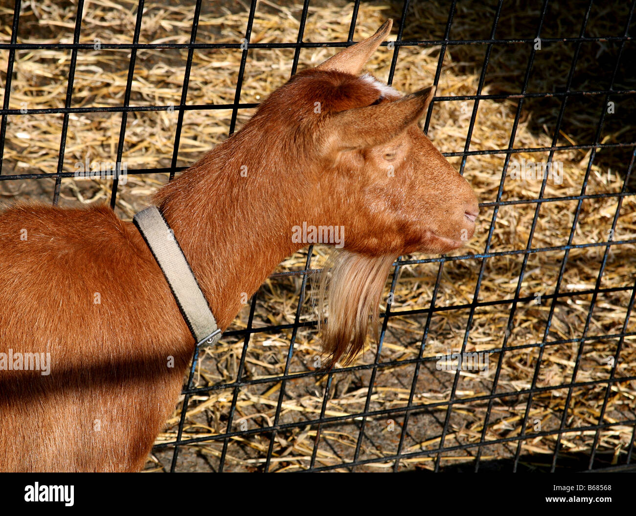 Ziege mit bart -Fotos und -Bildmaterial in hoher Auflösung – Alamy
