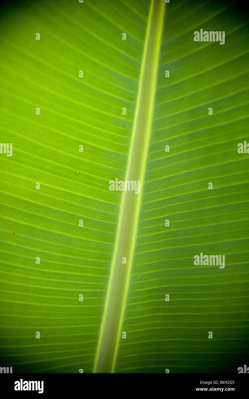 Echte banane -Fotos und -Bildmaterial in hoher Auflösung – Alamy