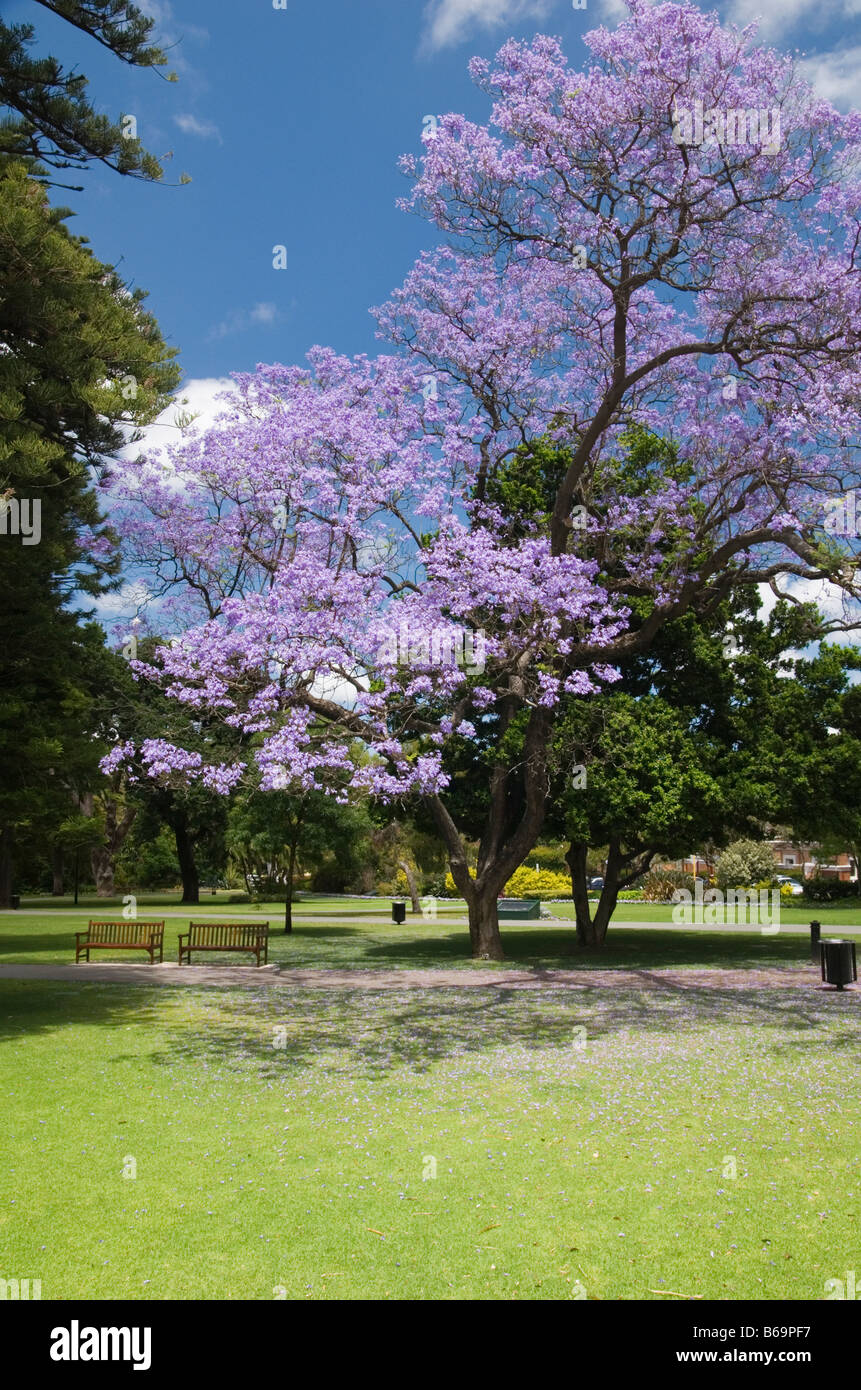 Jacaranda baum australien -Fotos und -Bildmaterial in hoher Auflösung ...
