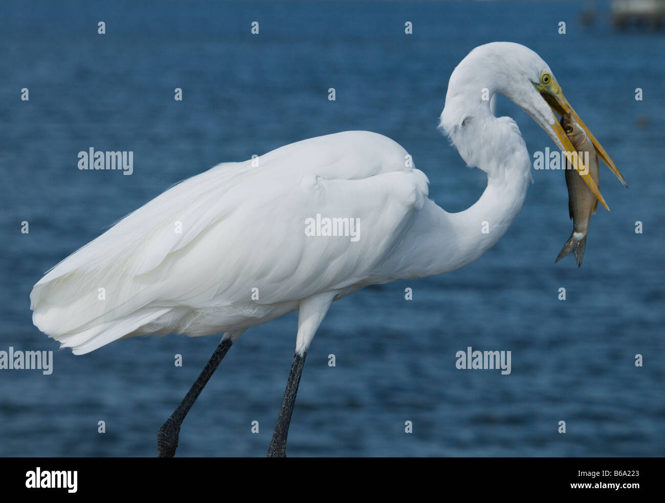 Atlantischer rotbarsch -Fotos und -Bildmaterial in hoher Auflösung – Alamy