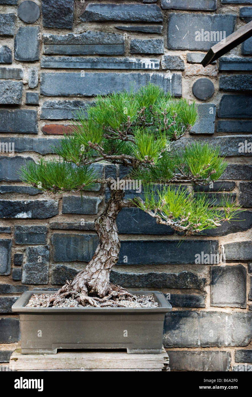 Pinus thunbergii black pine bonsai -Fotos und -Bildmaterial in hoher ...