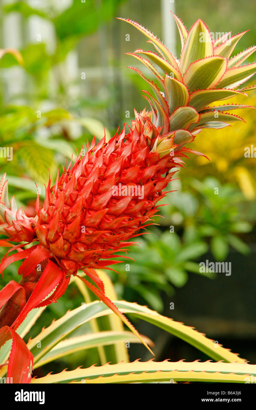 Ananas Ananas Comosus Royal Botanic Gardens Kew in Richmond London ...