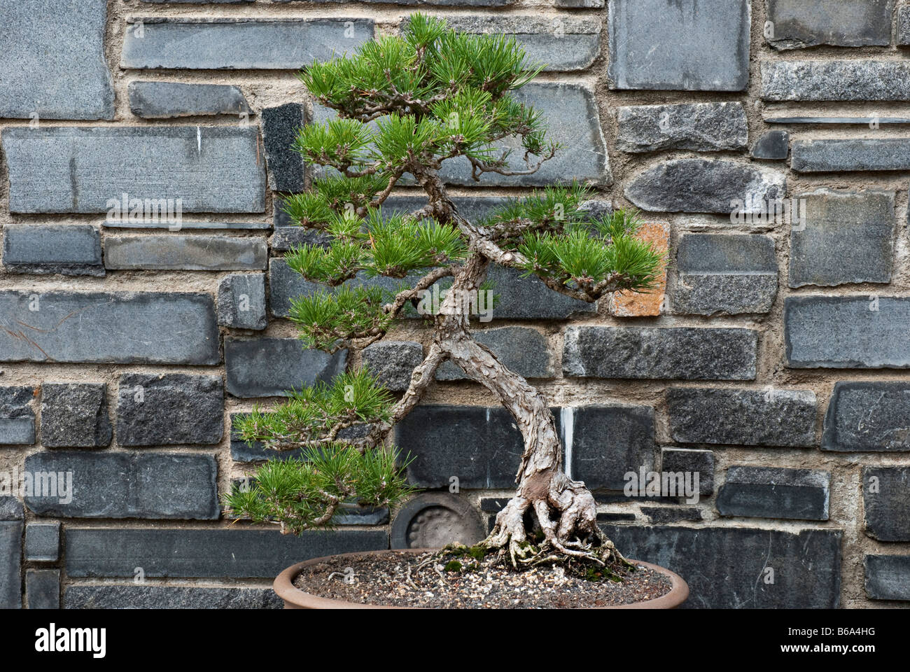 Japanischer schwarzer Kiefernbaum (Pinus thunbergii) als Bonsai ...